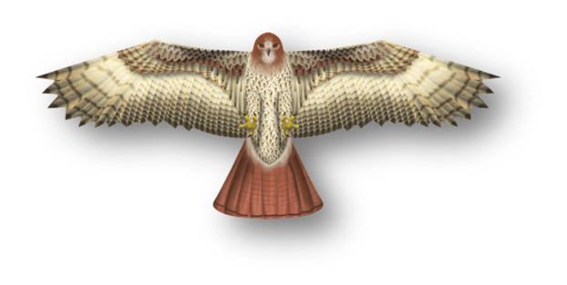 70 Inch Winspan Nylon Hawk Kite – Magic Kites and Toys